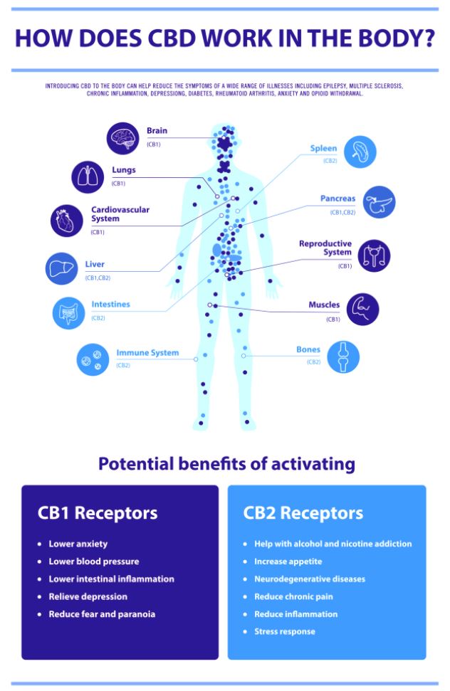 What Is an Endocannabinoid System? - Fire+Ice Athletics